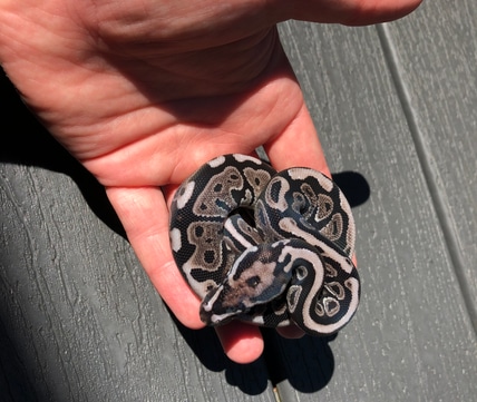 Axanthic (Vpi) Clown Ball Python by Limitless reptiles - MorphMarket