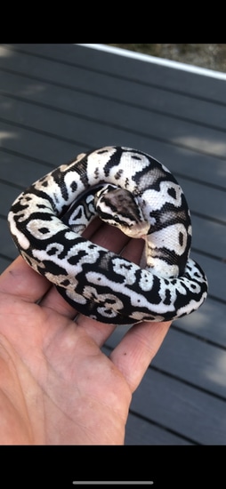 Axanthic (Vpi) Spotnose Pastel Het Pied Ball Python by Limitless reptiles
