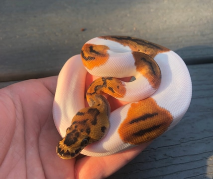 Axanthic (Vpi) Clown Ball Python by Limitless reptiles - MorphMarket