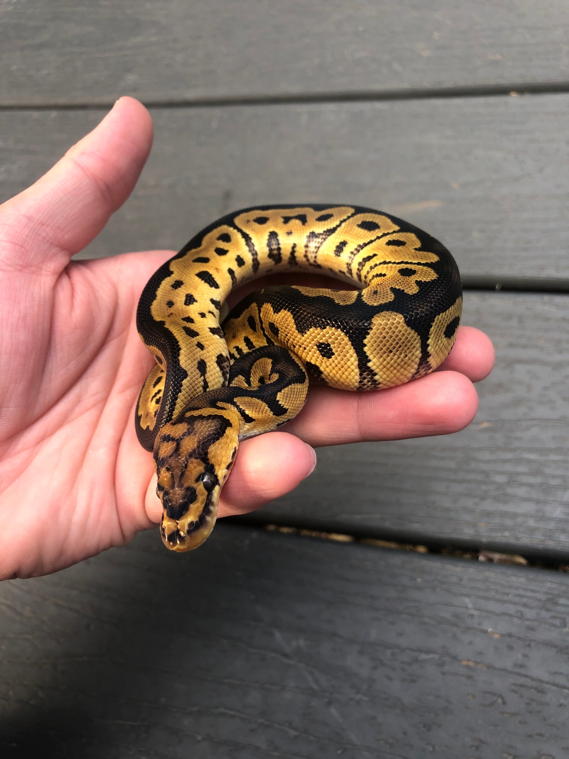 Clown Het Axanthic (Vpi) Ball Python by Limitless reptiles - MorphMarket