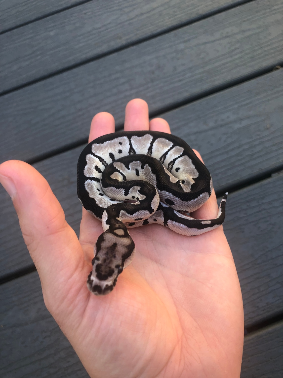 Axanthic (Vpi) Clown Ball Python by Limitless reptiles - MorphMarket
