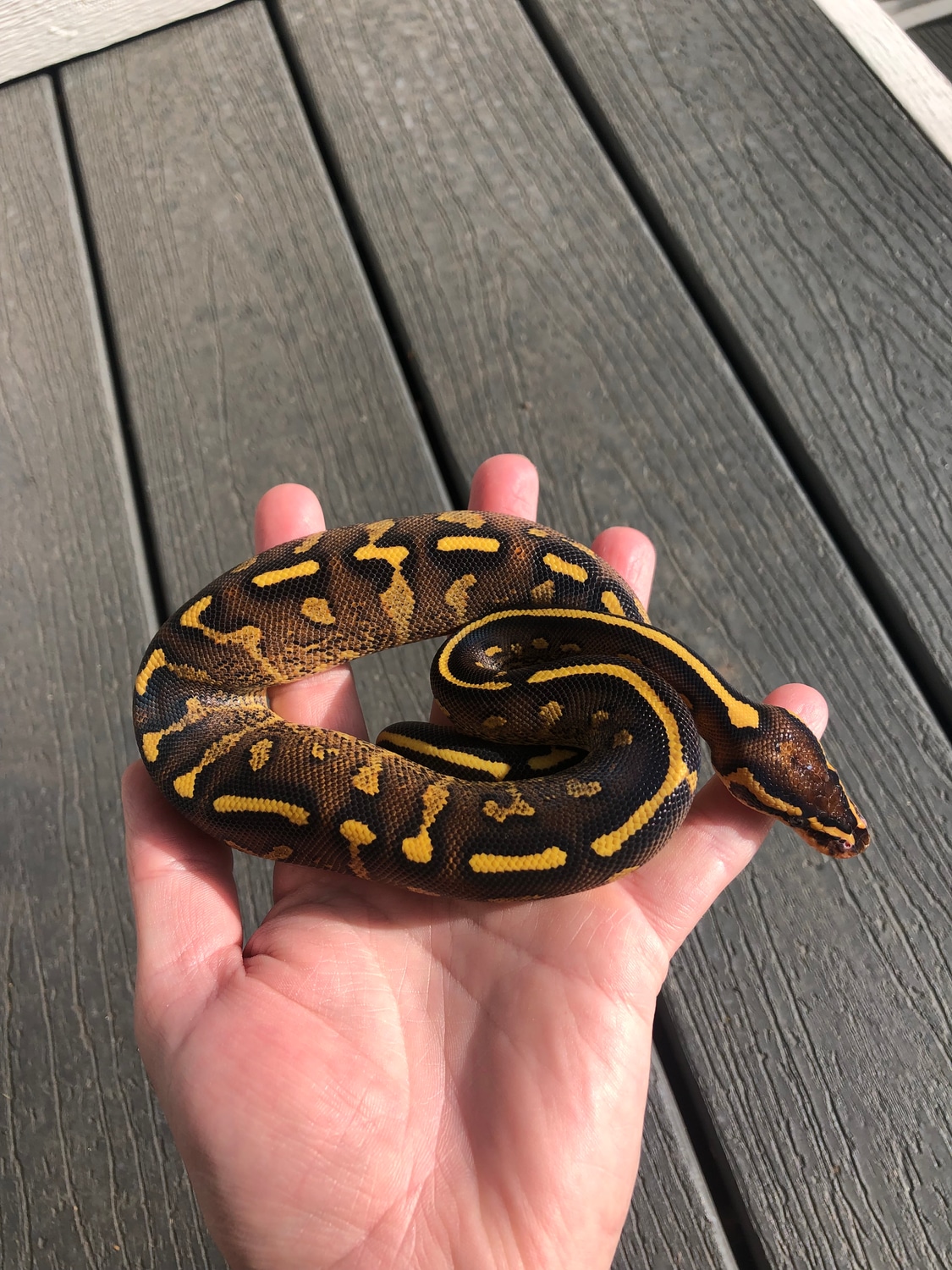 Super Gravel Ball Python by Limitless reptiles - MorphMarket