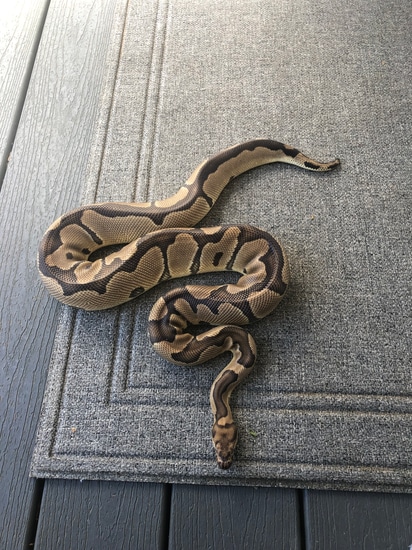 Clown Het Axanthic (Vpi) Ball Python by Limitless reptiles