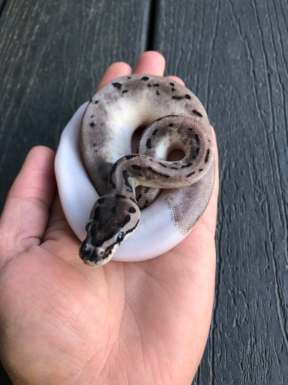Pinstripe Axanthic (Vpi) Pied Ball Python by Limitless reptiles