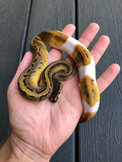 Pinstripe Pied Het Axanthic (Vpi) Ball Python by Limitless reptiles