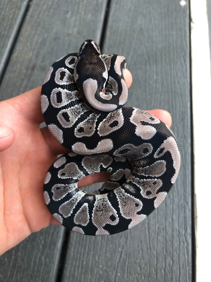 Axanthic (Vpi) Double Het Clown Pied Ball Python by Limitless reptiles