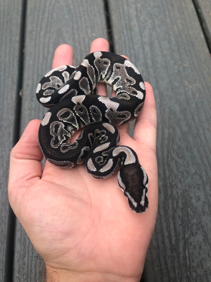 Axanthic (Vpi) Double Het Clown Pied Ball Python by Limitless reptiles