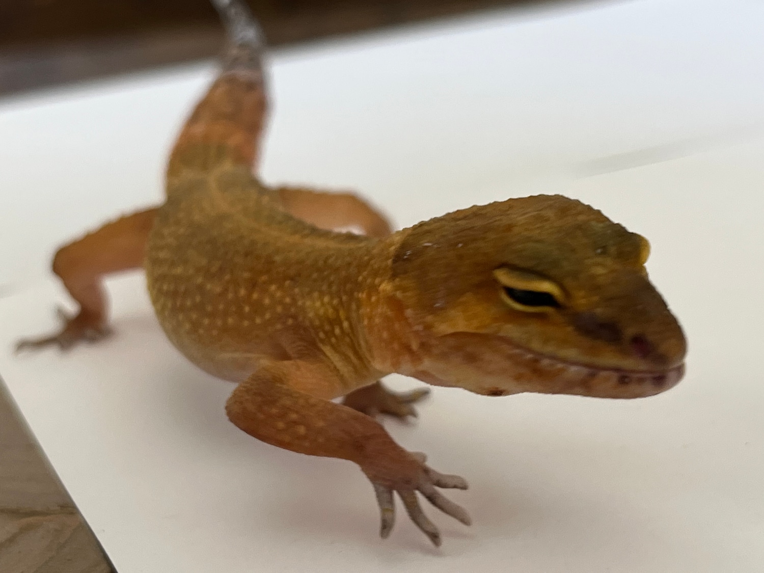 NDBE Visual Mandarin Tangerine Female *Black Eyes/Marble Eyes Leopard ...