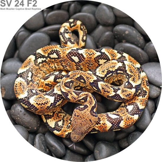 Pair 2024 Sanzinia Volontany (Western Madagascar Tree Boa) Other Tree ...