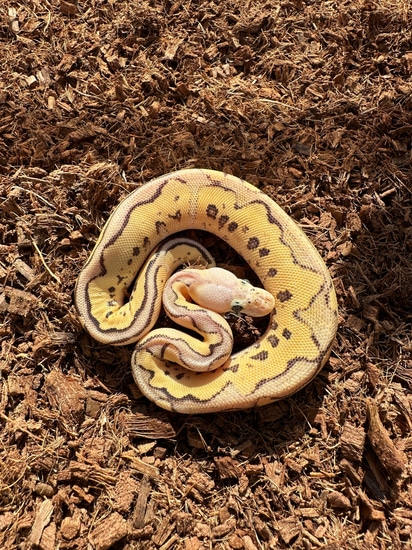 Firefly Clown Ball Python by 81 Reptiles
