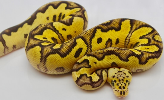 FireFly Blade Clown Poss Het Hypo Ball Python by Matt Byram Exotics