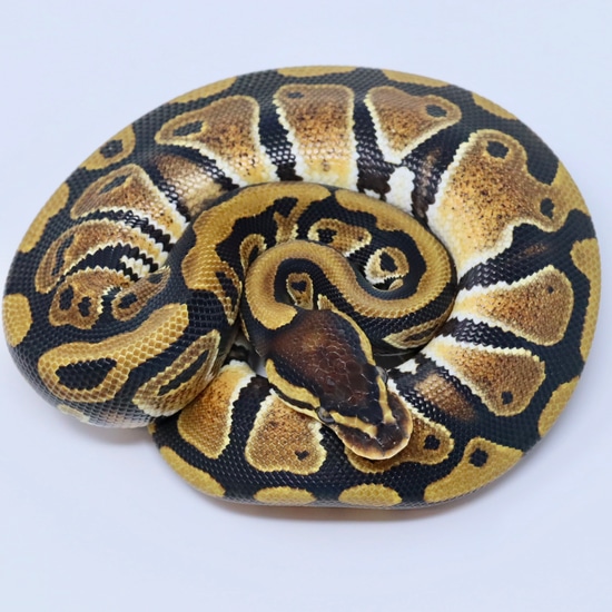 Het Clown Ball Python by Matt Byram Exotics