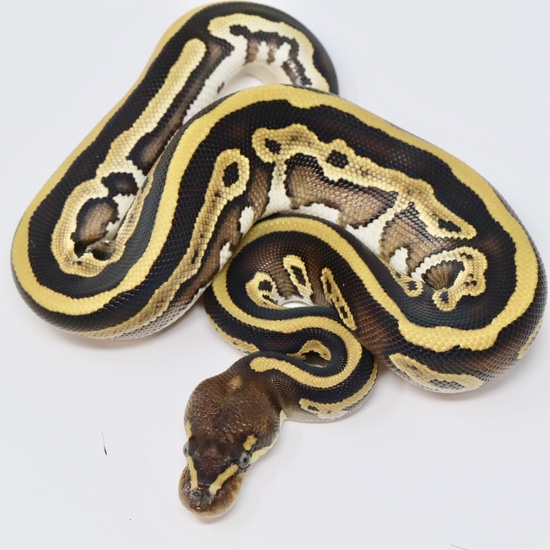 Leopard Mojave Ball Python by Matt Byram Exotics