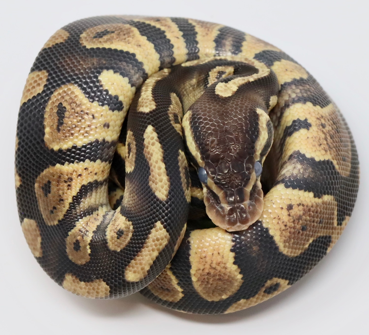 Pastel Chocolate Het Desert Ghost Ball Python by Matt Byram Exotics ...