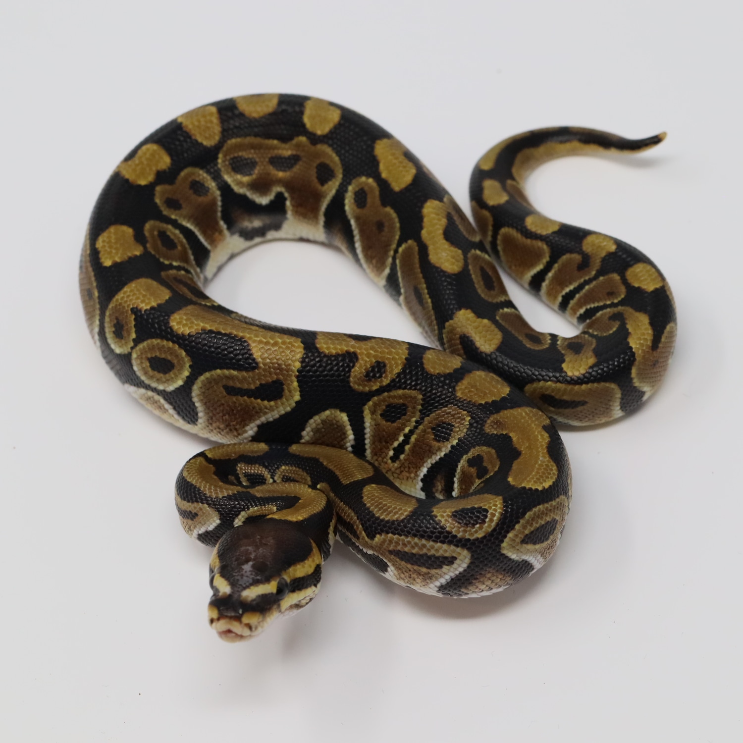Scaleless Head 50% Het Clown Ball Python by Matt Byram Exotics ...