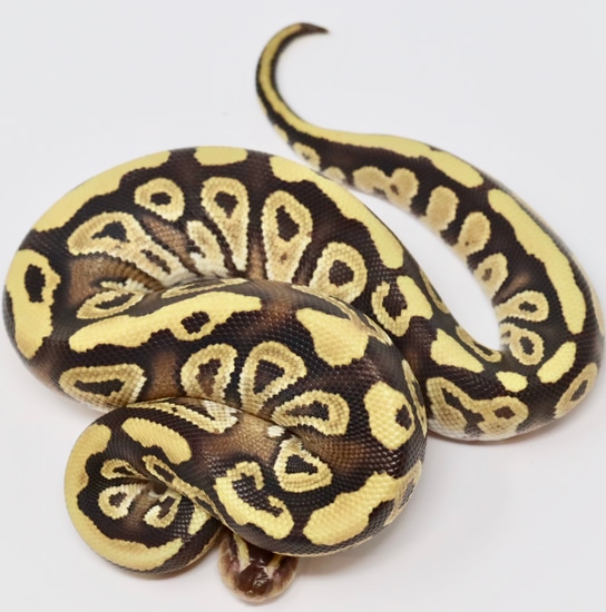 Vanilla Mojave Ball Python by Matt Byram Exotics
