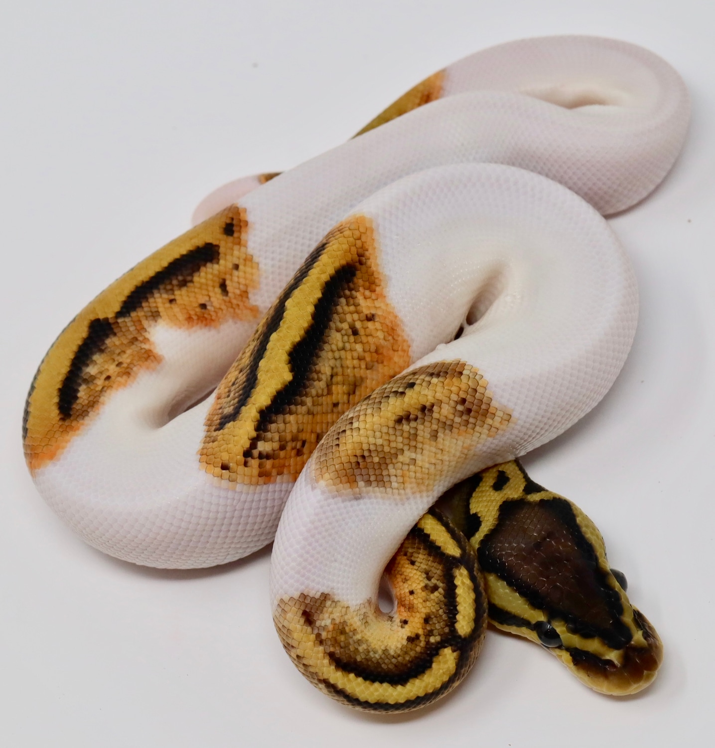 Yellow Belly Pastel Pied Het Clown 50% Het Lavender Albino Ball Python by Matt Byram Exotics ...