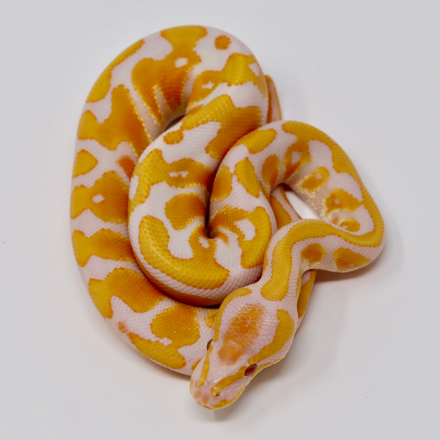 Lavender Albino Ball Python by Matt Byram Exotics - MorphMarket