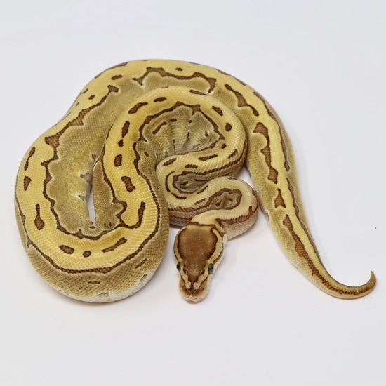 Scaleless Head Lesser Pinstripe Ball Python by Matt Byram Exotics