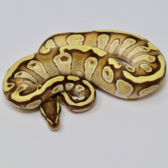 Zuwadi Enchi Mojave Vanilla Ball Python by Matt Byram Exotics