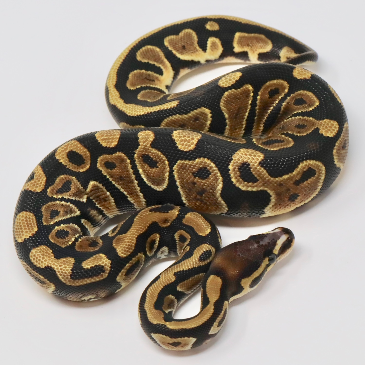 Scaleless Head Het Pied Ball Python by Matt Byram Exotics - MorphMarket