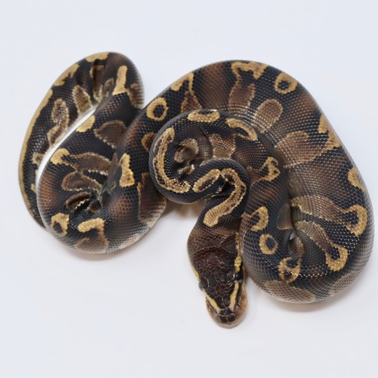 Super Chocolate Het Dg Ball Python by Matt Byram Exotics