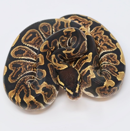 Ghi Ball Python by Matt Byram Exotics