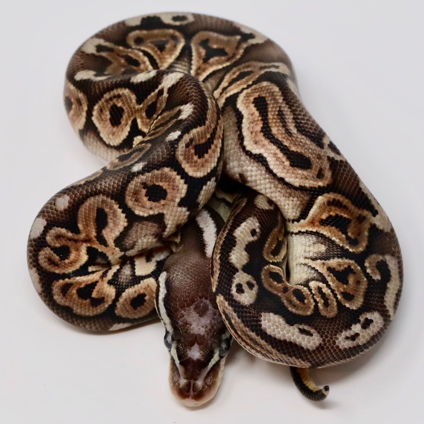 Scaleless Head Pewter Blast Ball Python by Matt Byram Exotics - MorphMarket