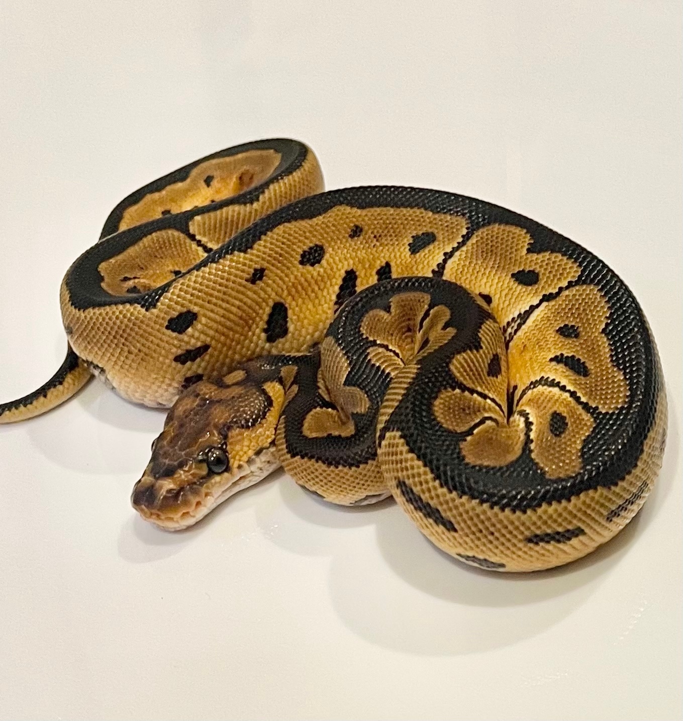 Clown Het Desert Ghost Ball Python by Matt Byram Exotics - MorphMarket