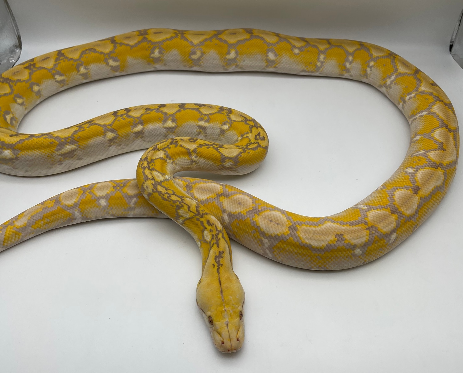 Super Dwarf Purple Het Snow, 25% Kalatoa, 25% Kayuadi, 12.5% Jampea ...