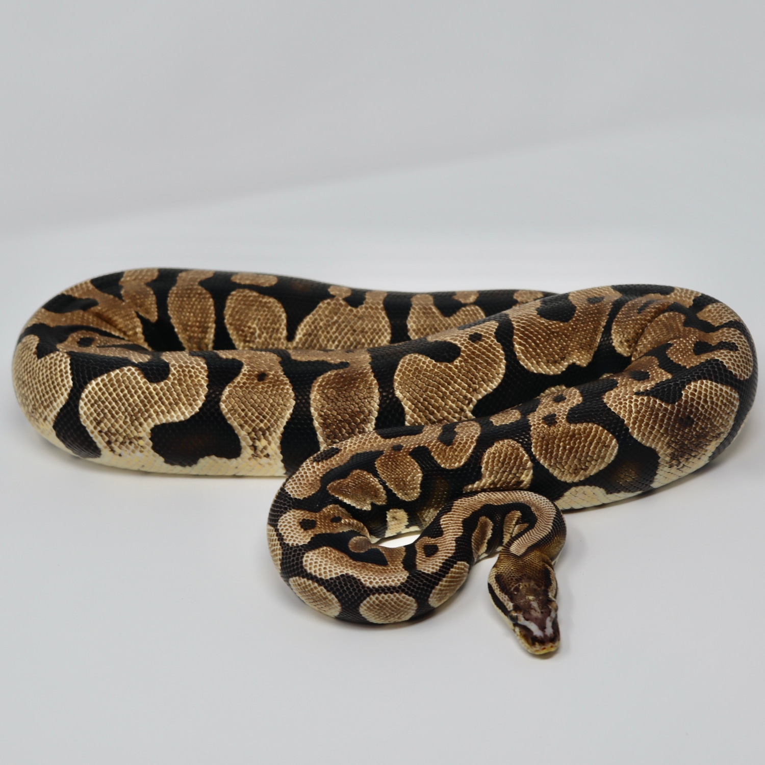 Scaleless Head Pastel Ball Python by Matt Byram Exotics - MorphMarket