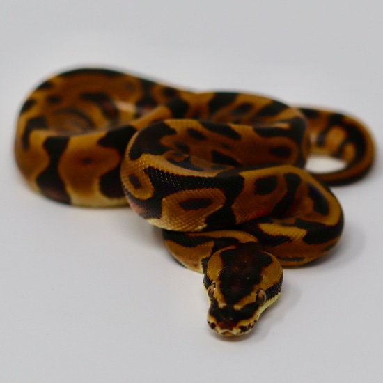 Enchi Het Lavender Albino Ball Python by Matt Byram Exotics