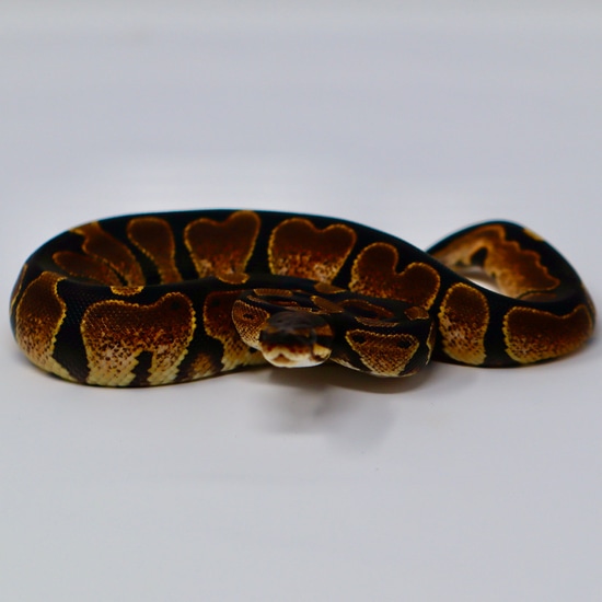 Leopard Enchi Het Lavender Albino Ball Python by Matt Byram Exotics