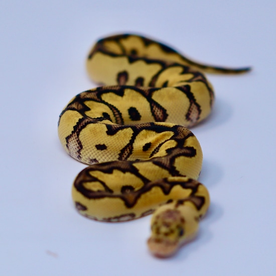 Orange Dream Firefly Clown Ball Python by Matt Byram Exotics