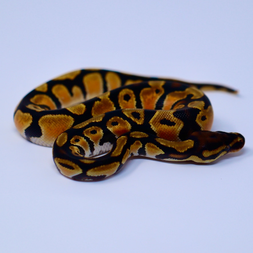 Super Orange Dream Het Desert Ghost 66% Het Pied Ball Python by Matt ...