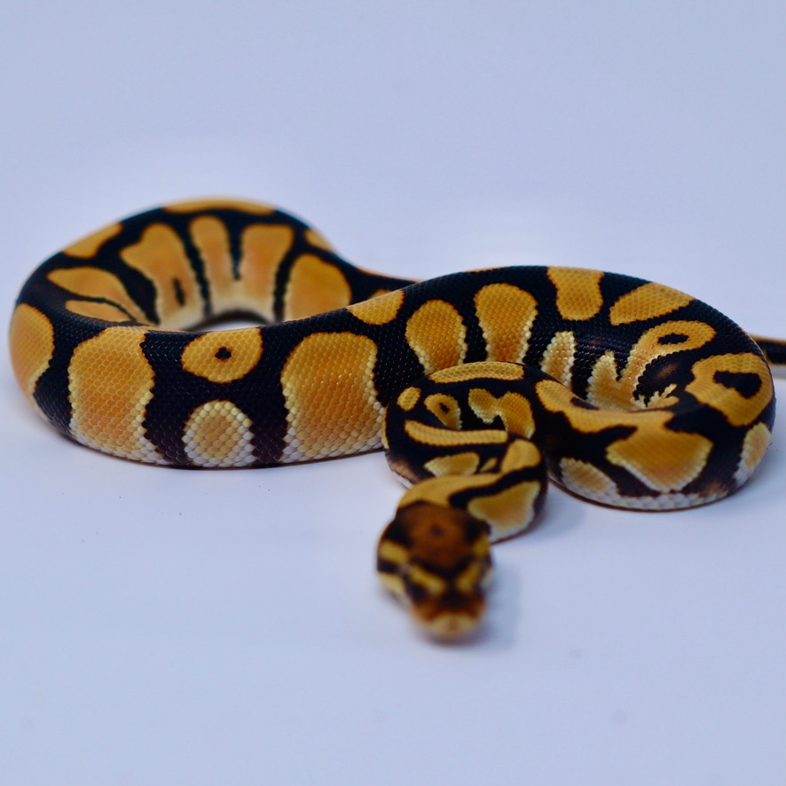 Super Orange Dream Desert Ghost 66% Het Pied Ball Python by Matt Byram ...