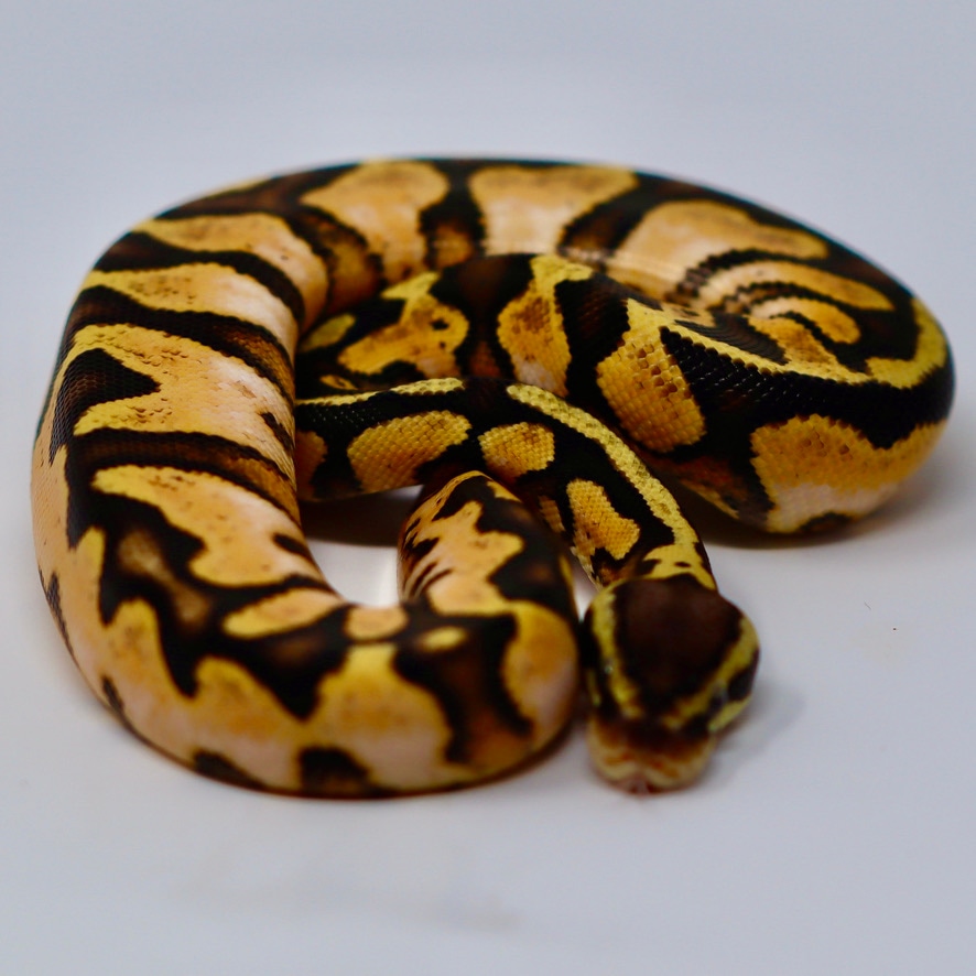 Pastel Calico 50% Het Monsoon Ball Python by Matt Byram Exotics ...
