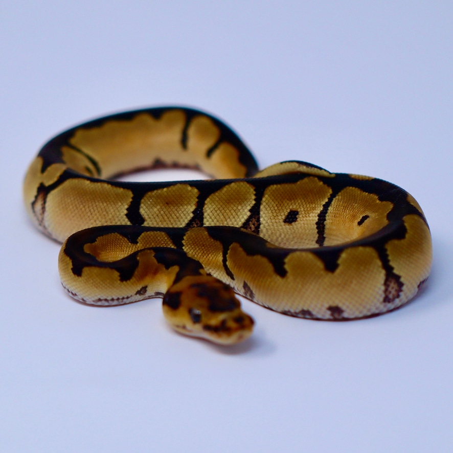 Orange Dream Fire Clown Ball Python by Matt Byram Exotics - MorphMarket
