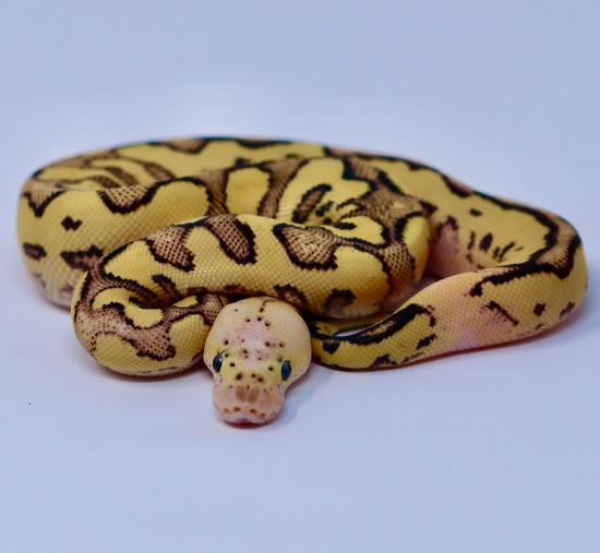 Orange Dream Firefly Clown Ball Python by Matt Byram Exotics
