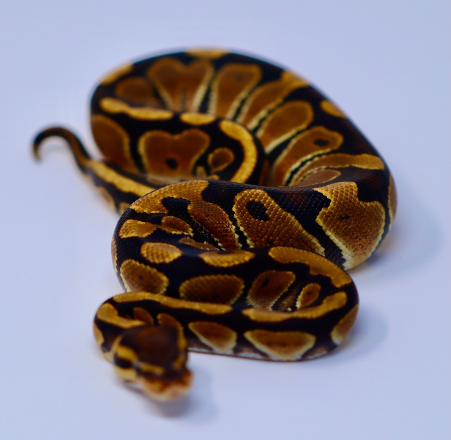 Orange Dream Yellow Belly Double Het Hypo Clown Ball Python by Matt ...