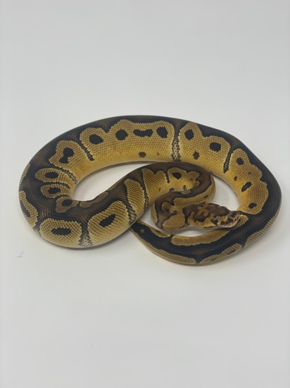 Zuwadi Clown Ball Python by Matt Byram Exotics