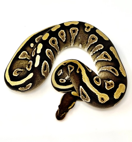 Mojave Zuwadi Vanilla Ball Python by Matt Byram Exotics