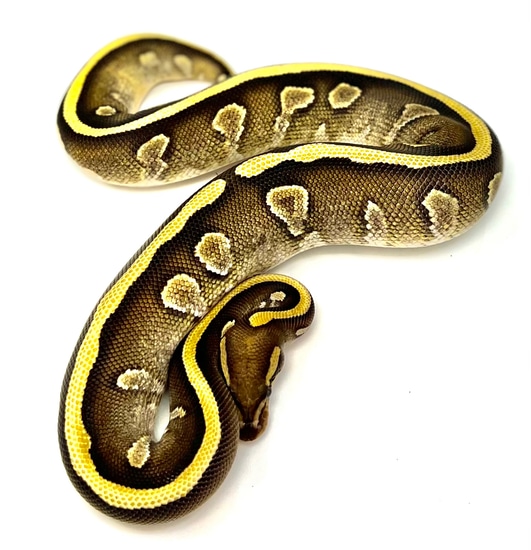 Mojave Zuwadi Vanilla Ball Python by Matt Byram Exotics