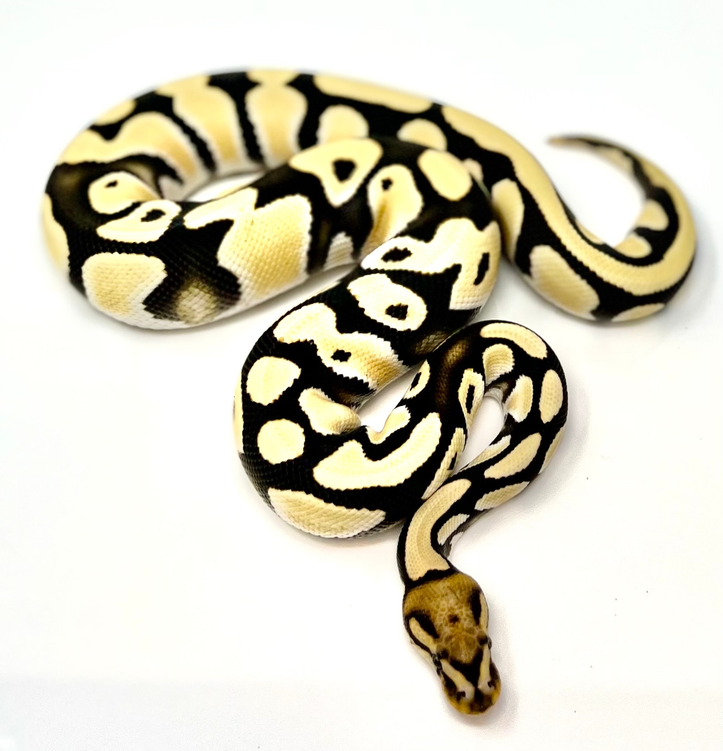SOD DG Het Pied Ball Python by Matt Byram Exotics - MorphMarket