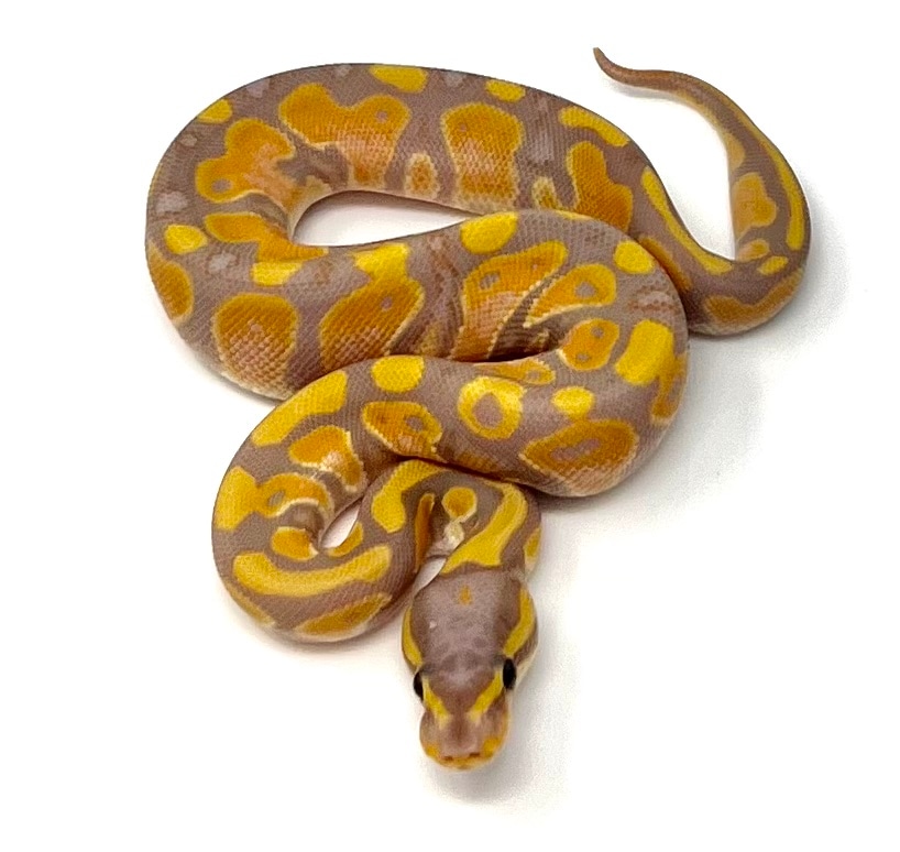 Banana DH DG Pied Ball Python by Matt Byram Exotics - MorphMarket