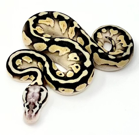 Pastel Lesser Spotnose Het Clown (Stranger Sibling) Ball Python by Matt ...