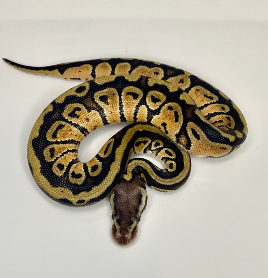 Pastel Het Sunset Het Clown Ball Python by Matt Byram Exotics