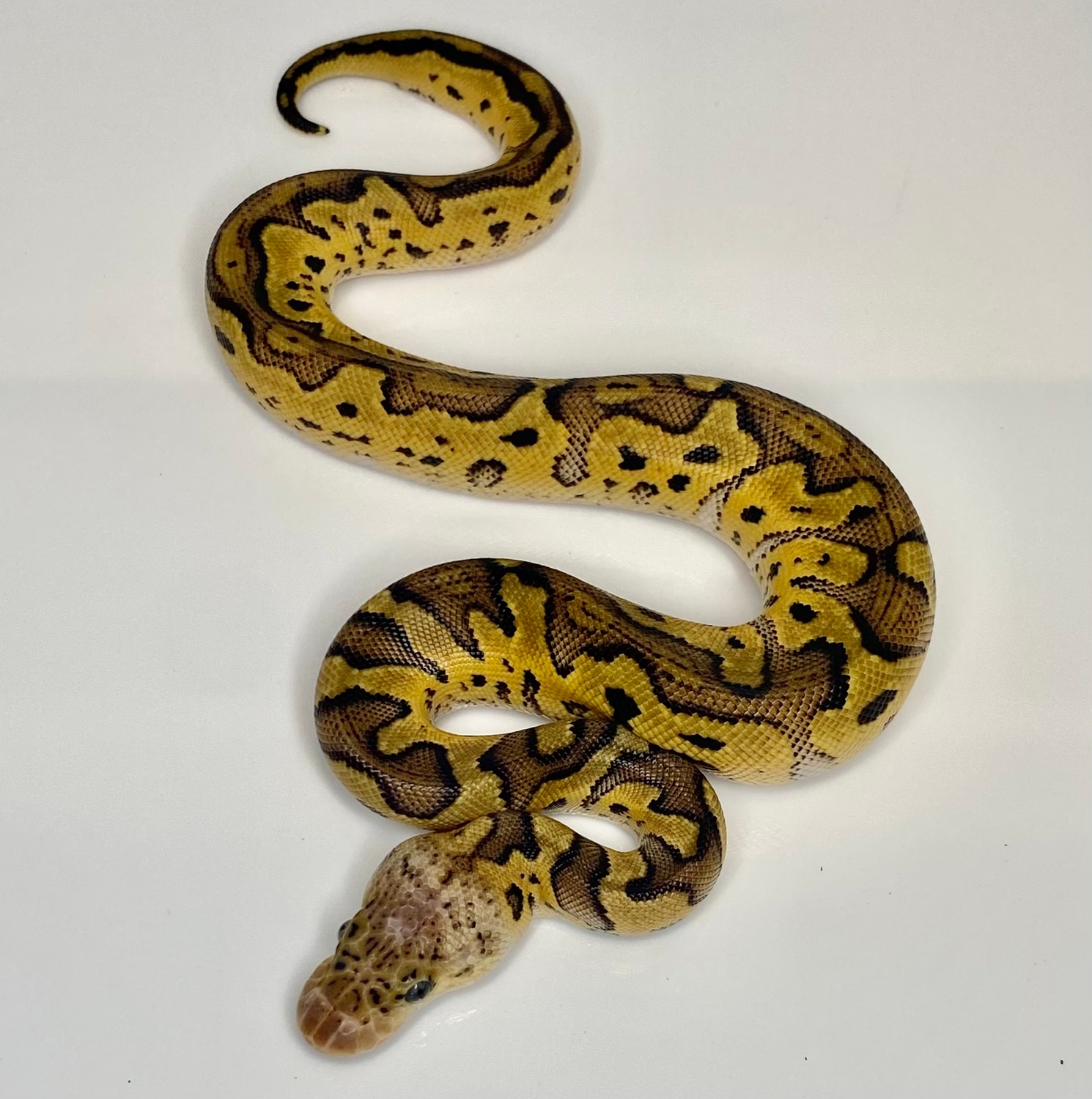 Pastel Clown Het Sunset Ball Python by Matt Byram Exotics - MorphMarket