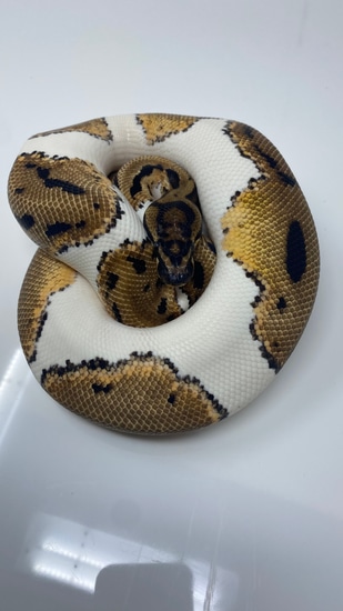 Orange Dream Leopard YellowBelly Pied Het Clown Ball Python by Matt Byram Exotics