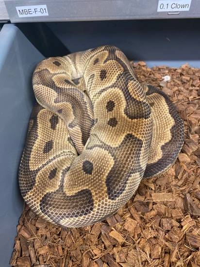 Clown Ball Python by Matt Byram Exotics